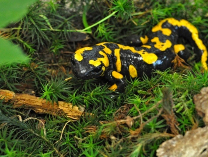 ZOO ZLÍN - Mlok skvrnitý