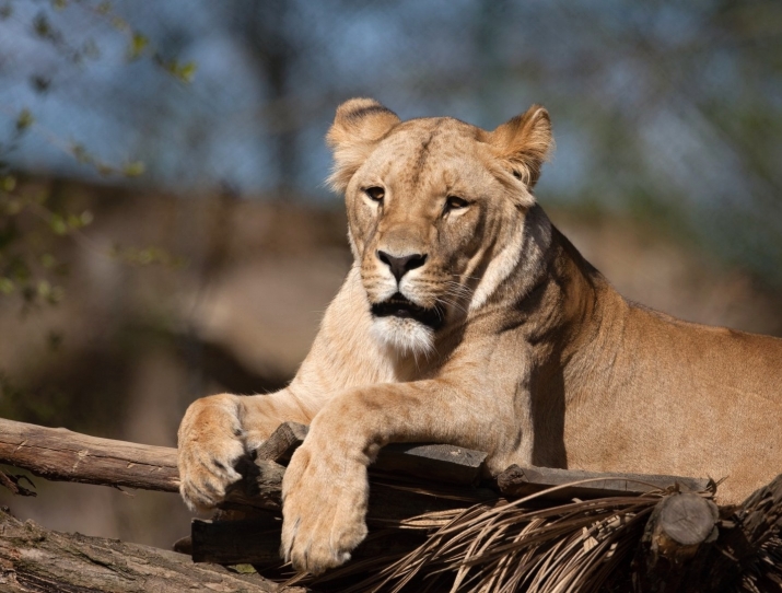 Katanga Lion