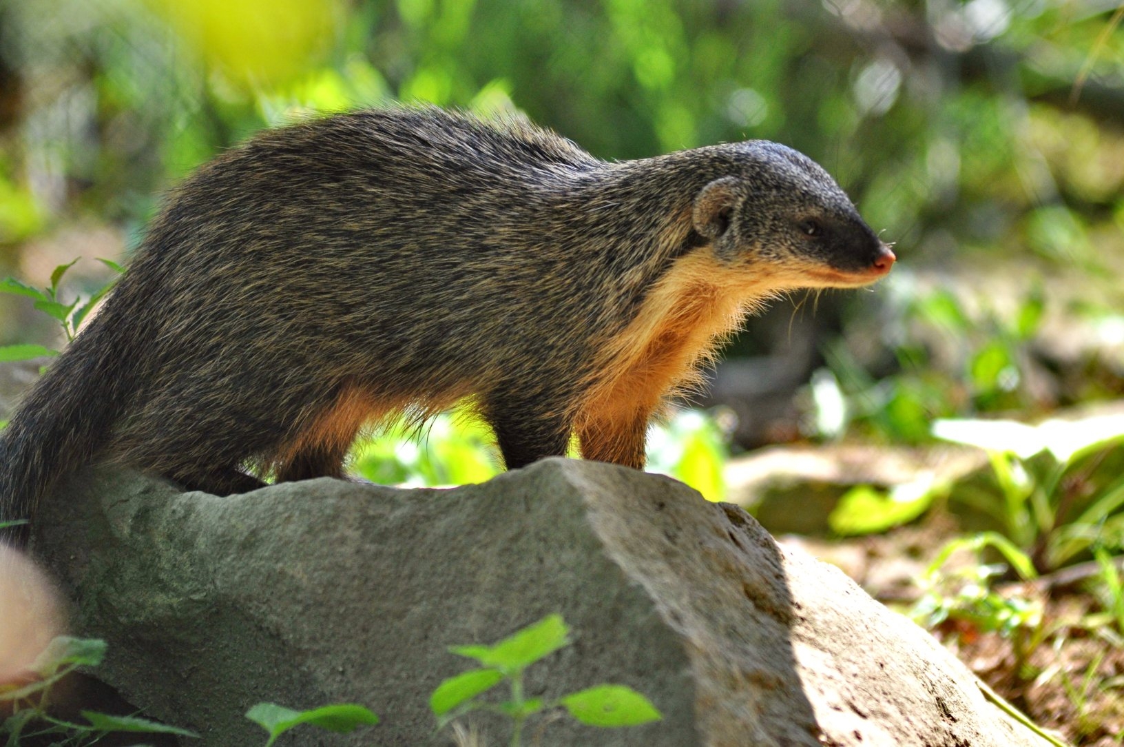 zlín zoo Gambian Mongoose