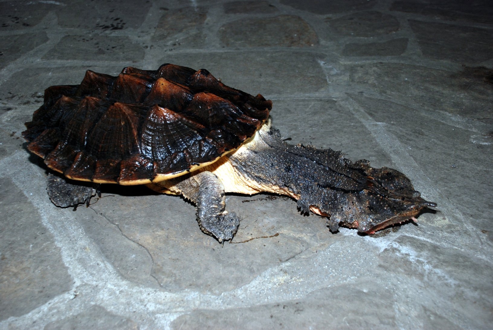 zlín zoo Matamata Turtle