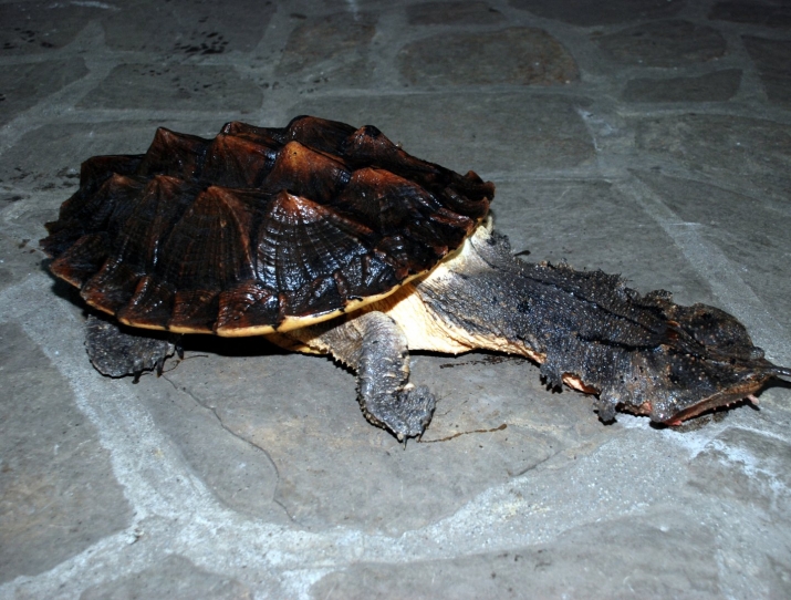 zlín zoo Matamata Turtle
