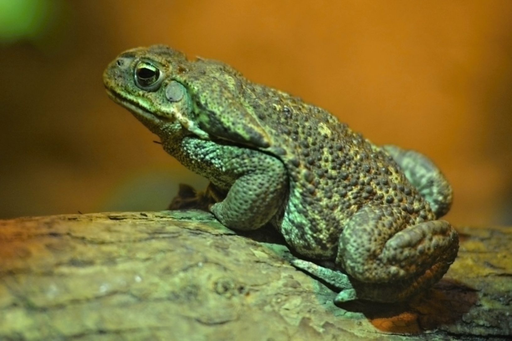 zoo zlín Bull Toad