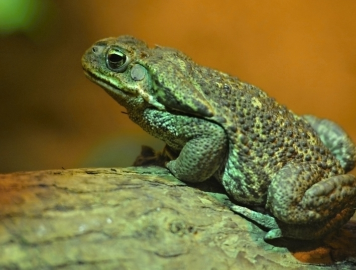 zoo zlín Bull Toad