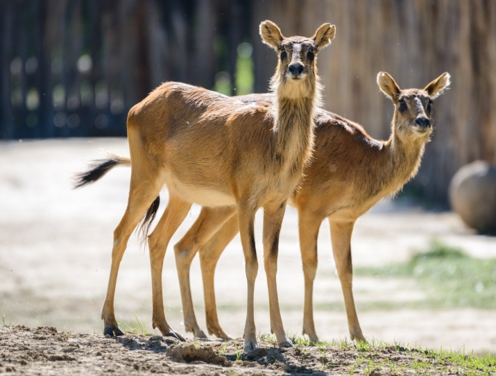 zoo zlín Nile Lechwe