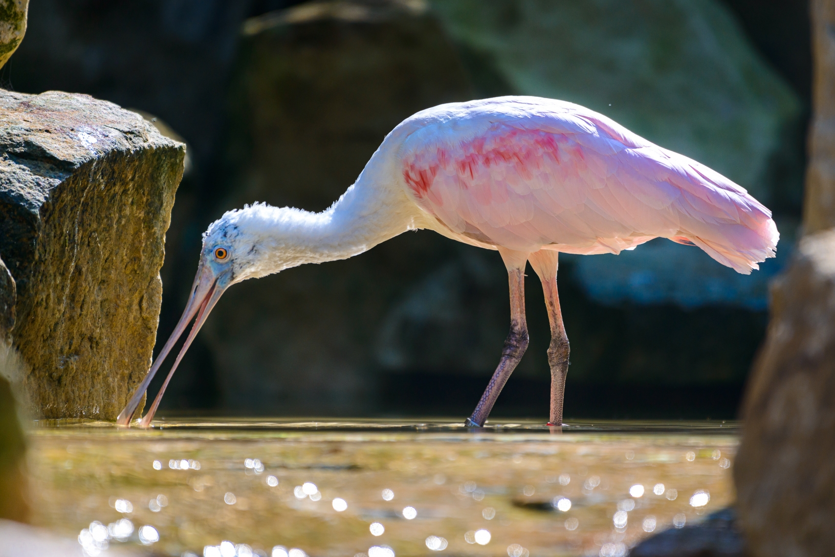 ZOO ZLÍN - Kolpík růžový