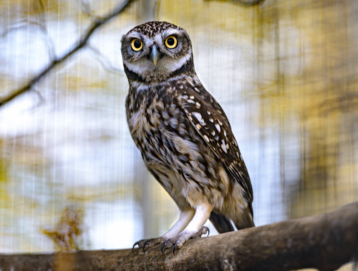 zoo zlín sýček obecný
