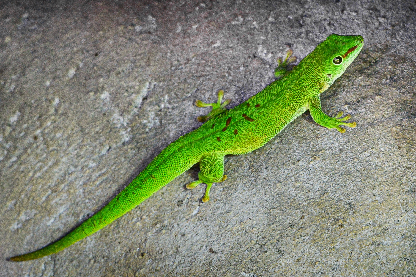 Madagascar Day Gecko