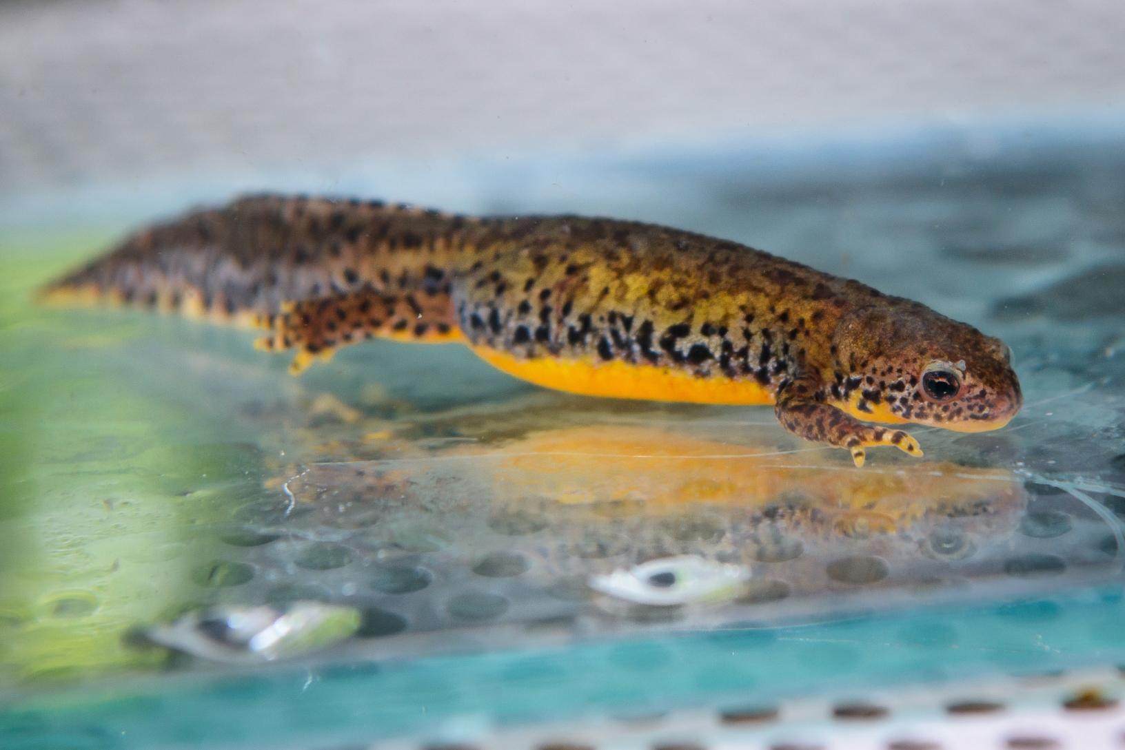 Alpine Newt