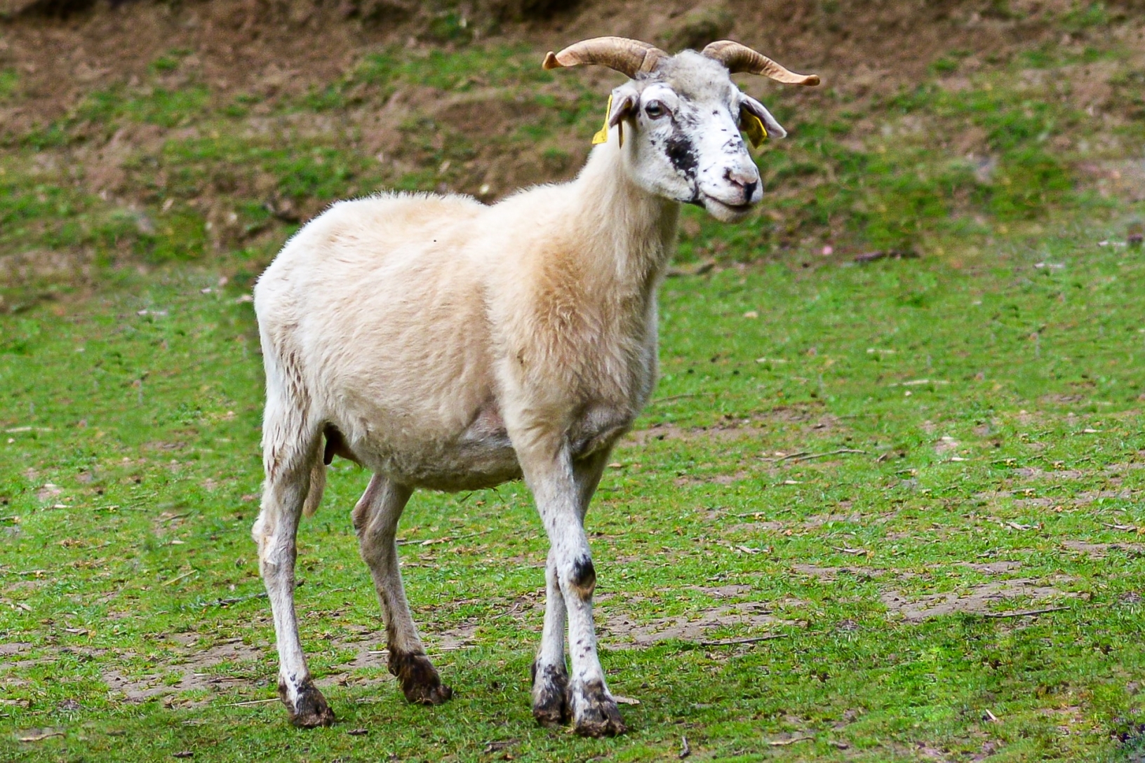 zoo zlín Koza domácí