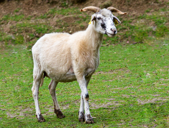 zoo zlín Koza domácí