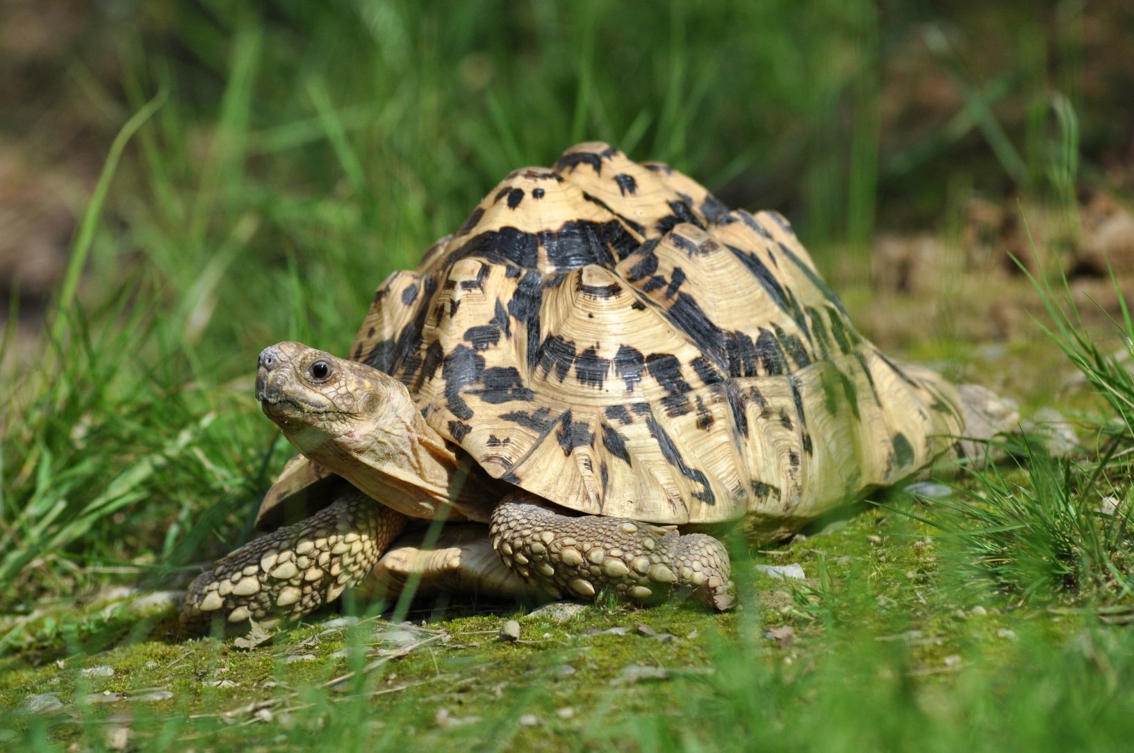 ZOO ZLÍN - Želva pardálí