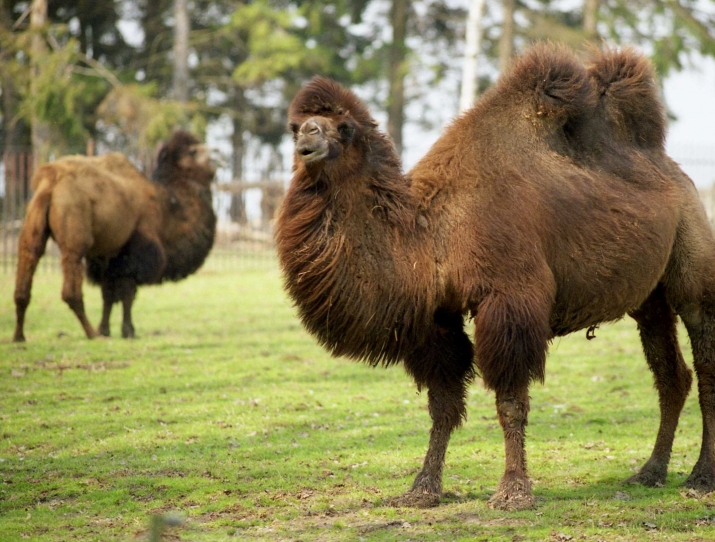 ZOO ZLÍN - Velbloud dvouhrbý
