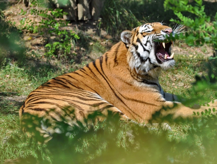 ZOO ZLÍN - Tygr ussurijský
