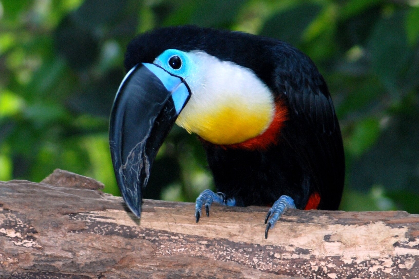 ZOO ZLÍN - Tukan bělolící