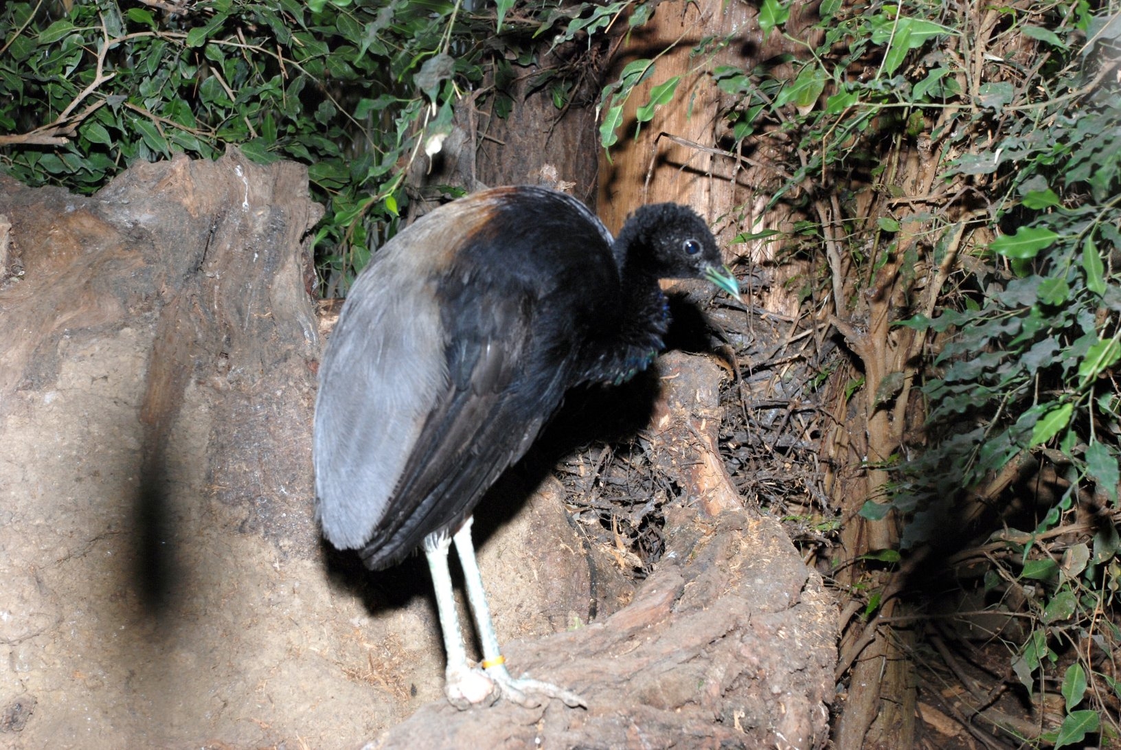 ZOO ZLÍN - Trubač agami