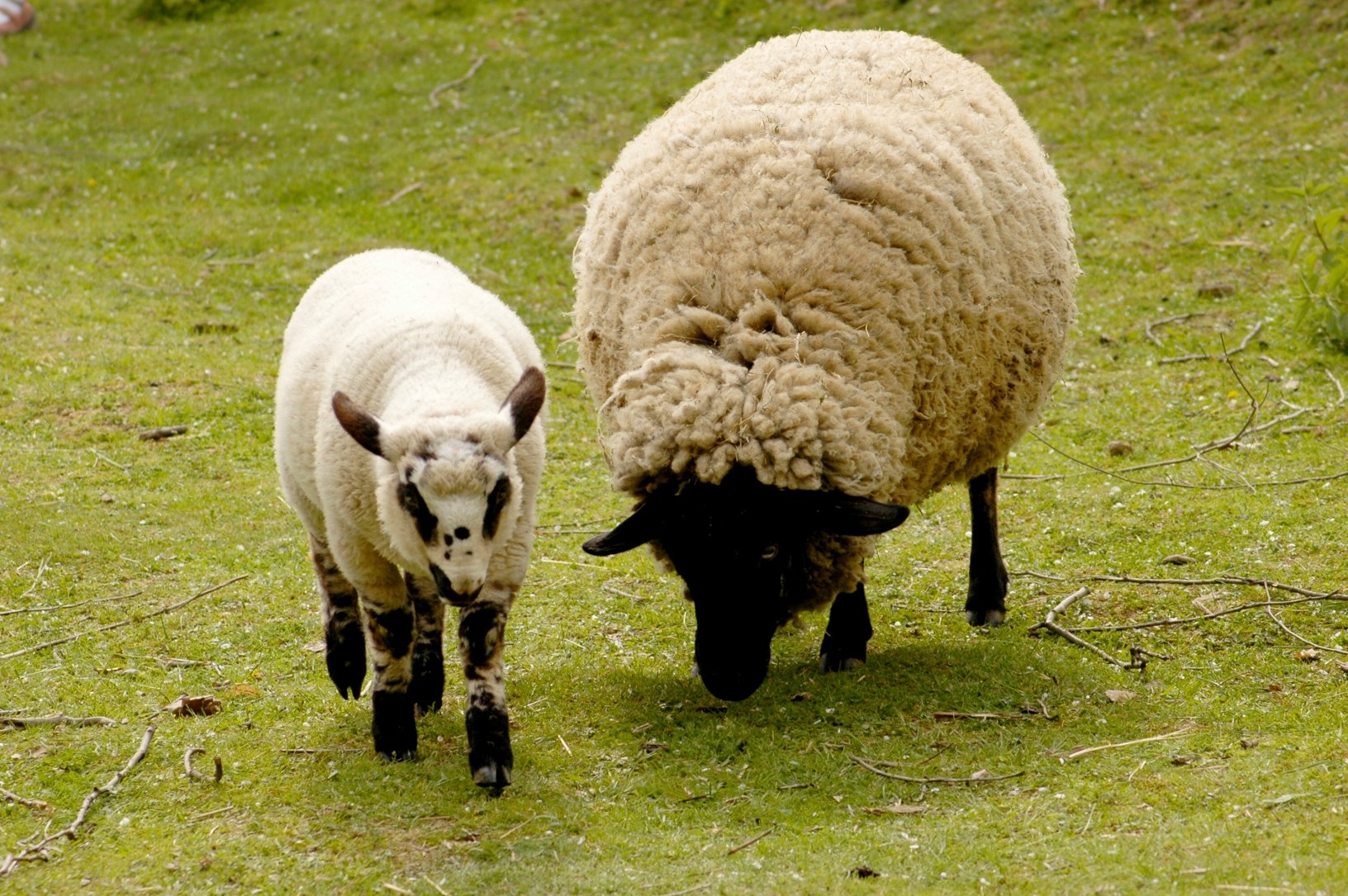 ZOO ZLÍN - Ovce domácí