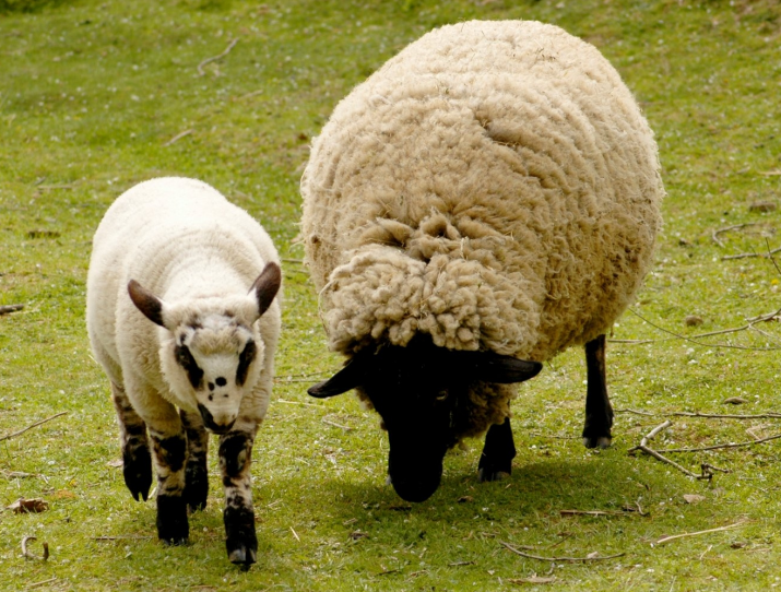 ZOO ZLÍN - Ovce domácí