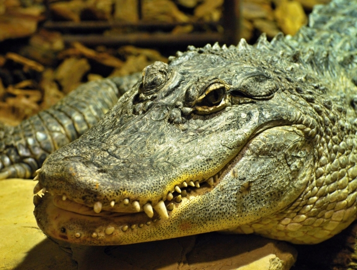 ZOO ZLÍN - Aligátor americký