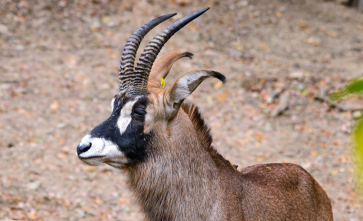 ZOO ZLÍN - Zvířata