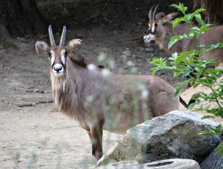 ZOO ZLÍN - Antilopa koňská