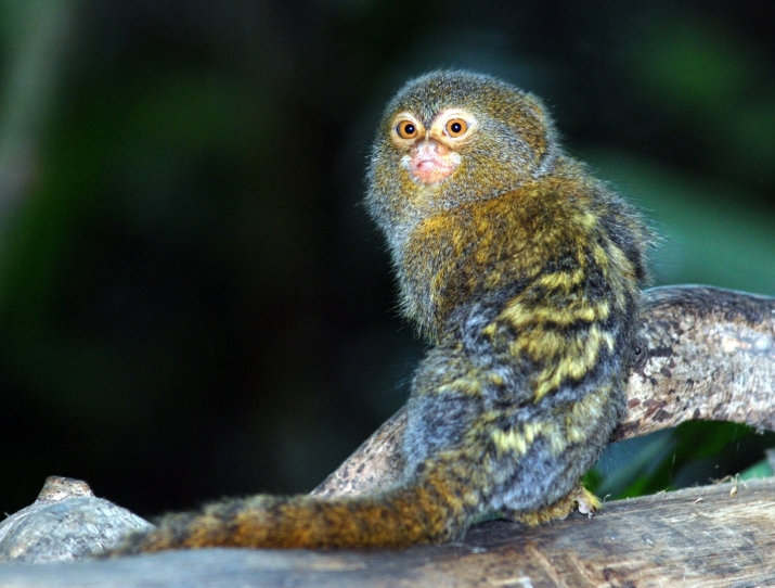 ZOO ZLÍN - Kosman zakrslý