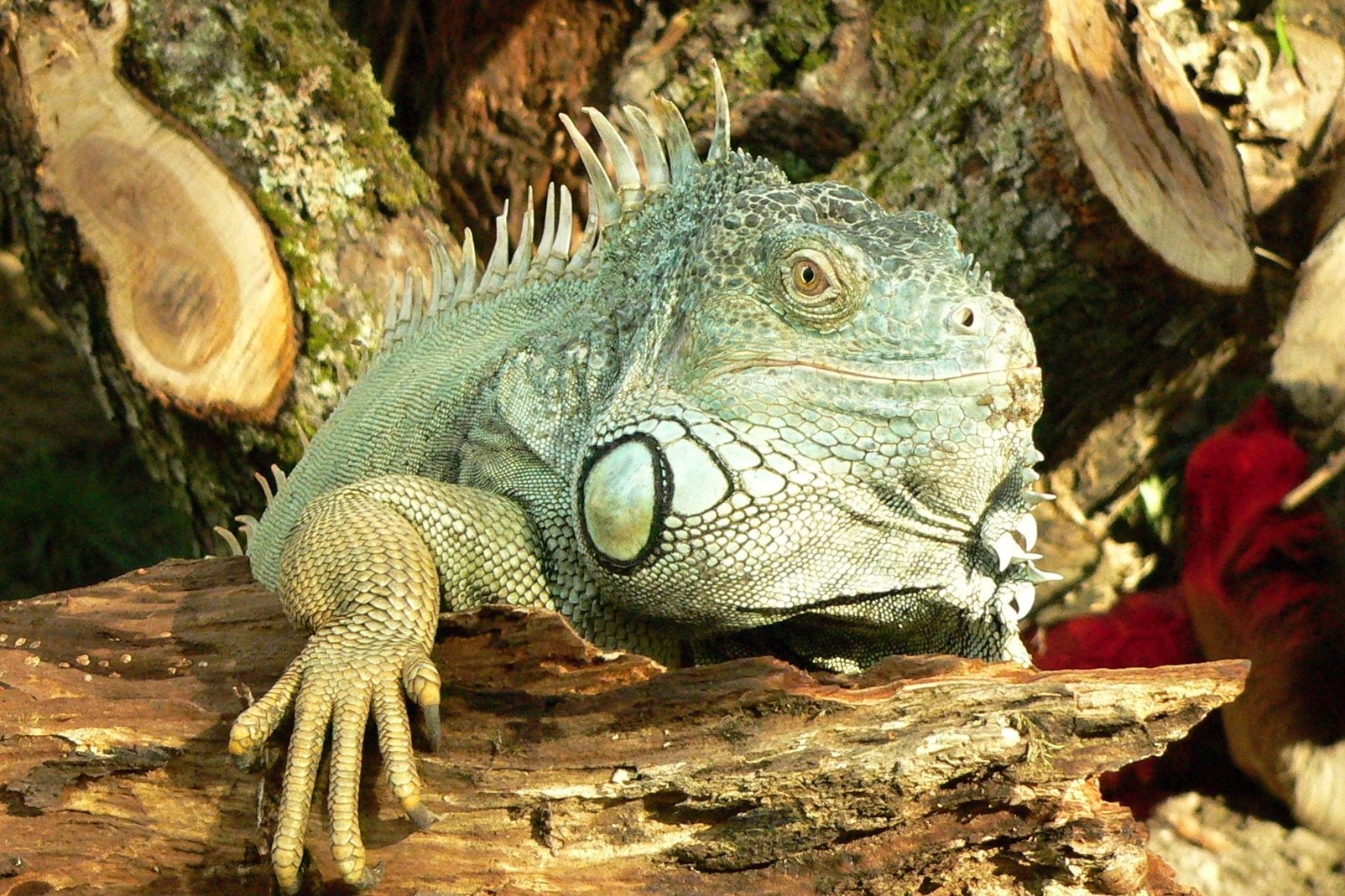 ZOO ZLÍN - Leguán zelený