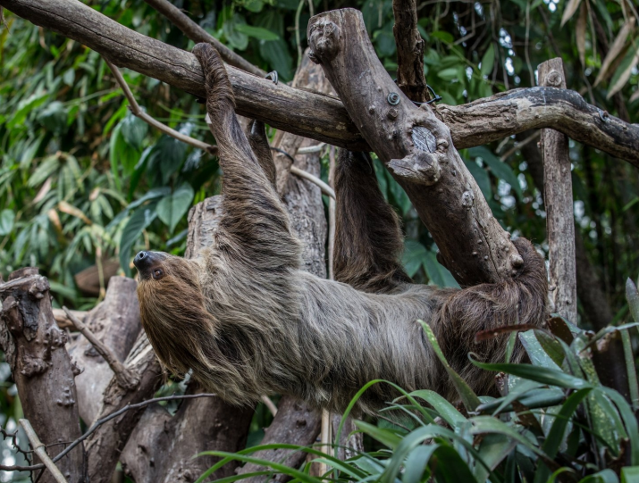 ZOO ZLÍN - Lenochod dvouprstý