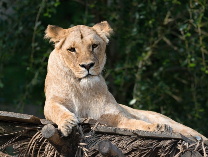 ZOO ZLÍN - Lev konžský
