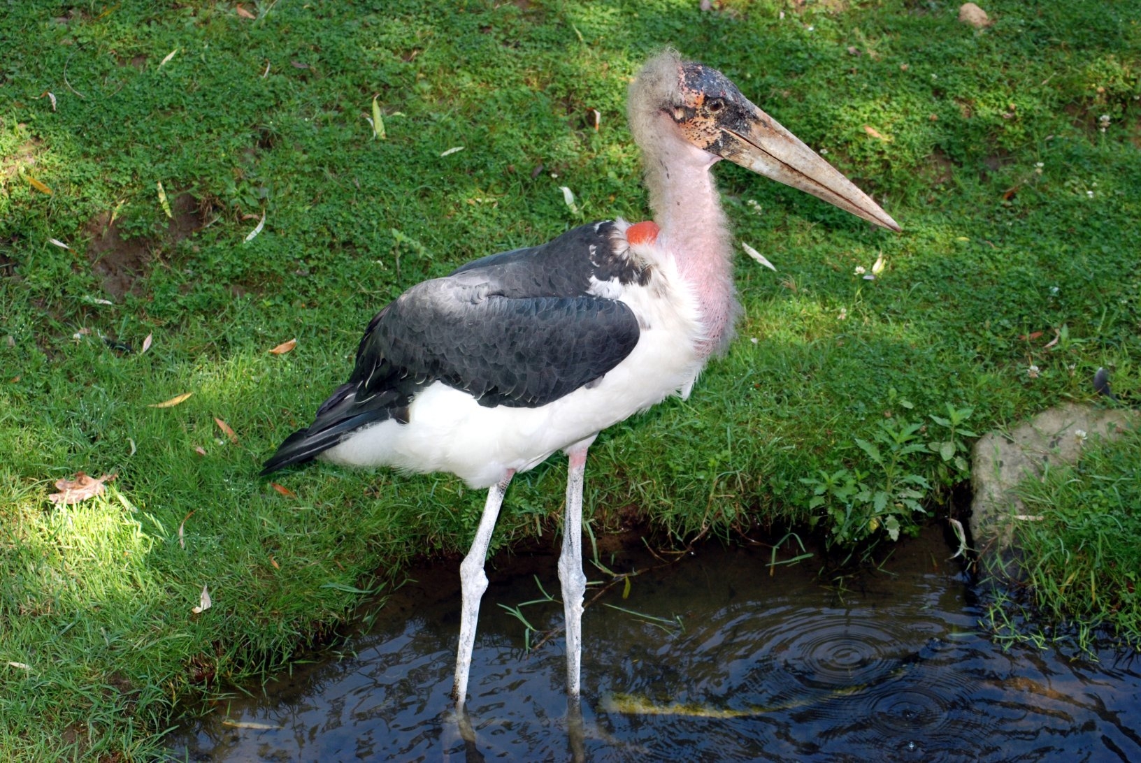 ZOO ZLÍN - Marabu africký