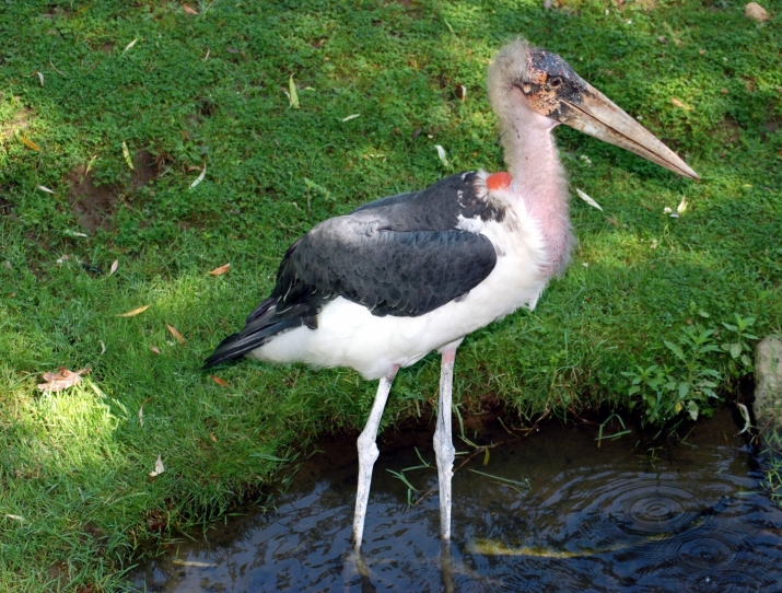ZOO ZLÍN - Marabu africký
