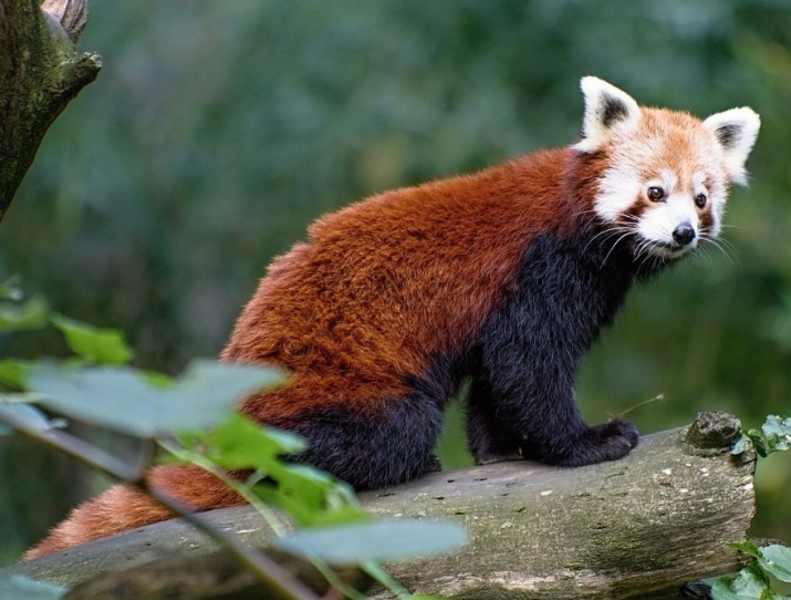 ZOO ZLÍN - Panda červená