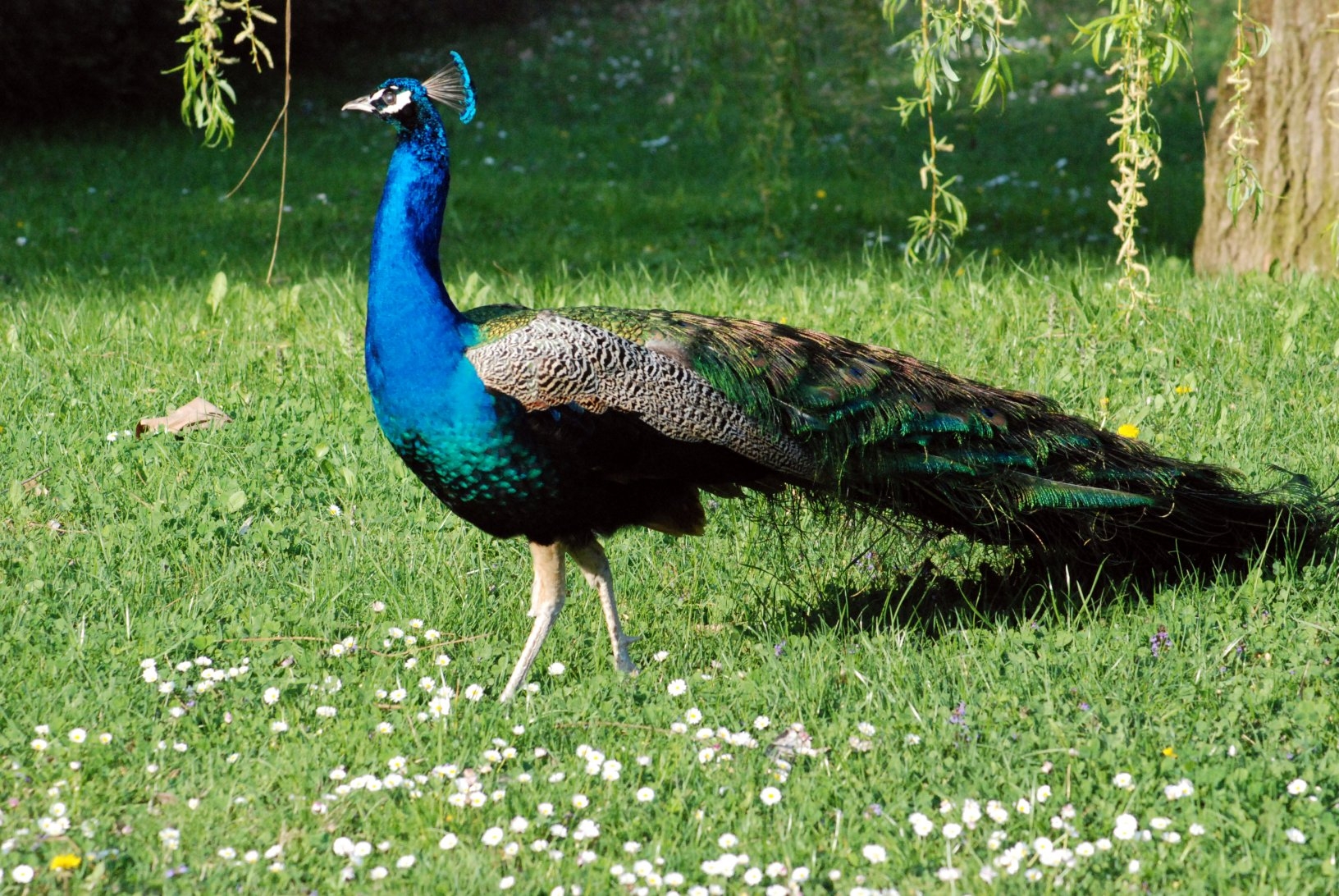 ZOO ZLÍN - Páv korunkatý