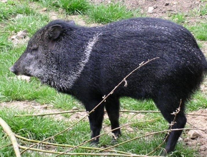 ZOO ZLÍN - Pekari páskovaný