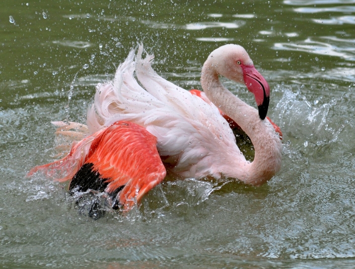 ZOO ZLÍN - Plameňák růžový