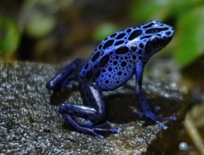 ZOO ZLÍN - Pralesnička azurová