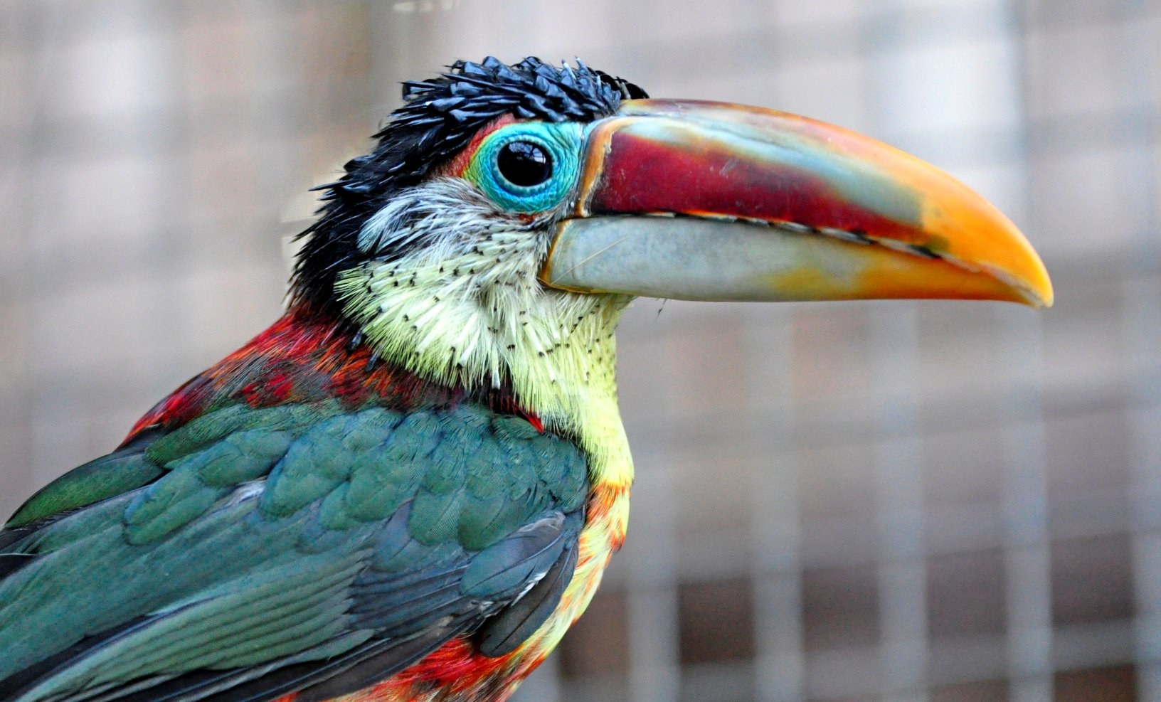 ZOO ZLÍN - Arassari řasnatý