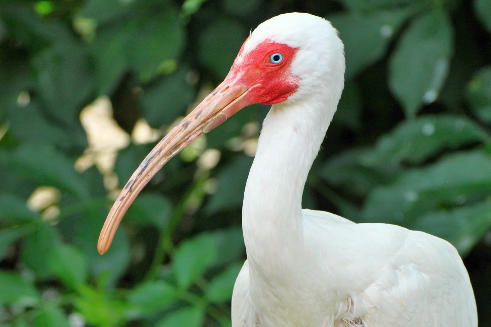 ZOO ZLÍN - Ibis bílý