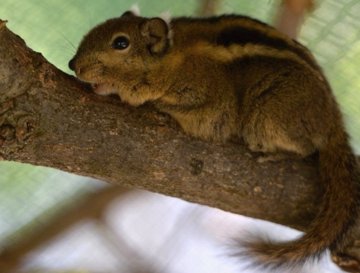 ZOO ZLÍN - Veverka šedobřichá