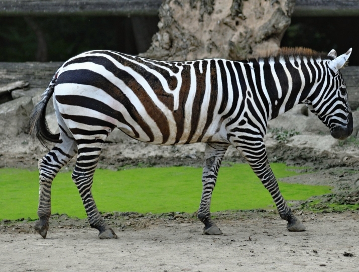 ZOO ZLÍN - Zebra stepní