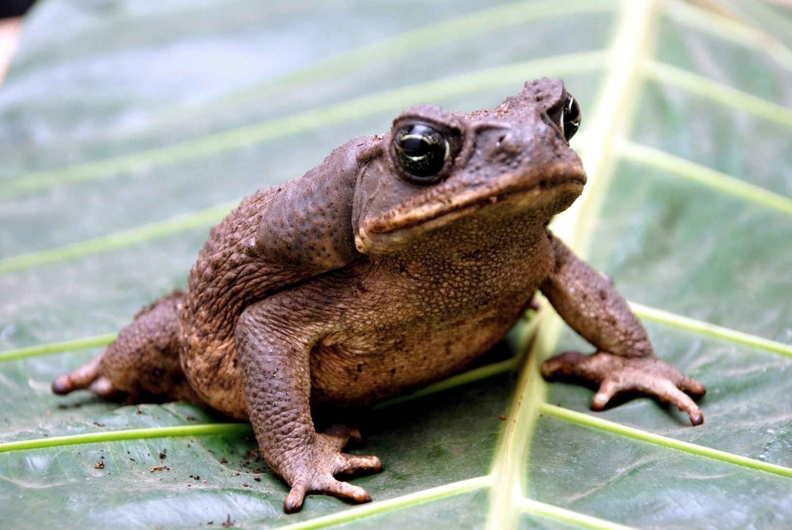 ZOO ZLÍN - Ropucha obrovská