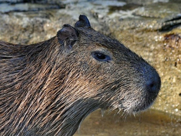 ZOO ZLÍN - Kapybara