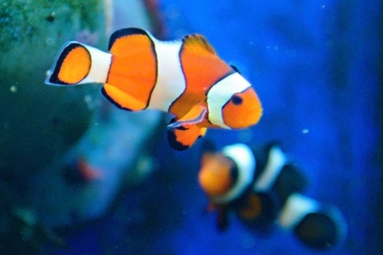 ZOO ZLÍN - Klaun očkatý