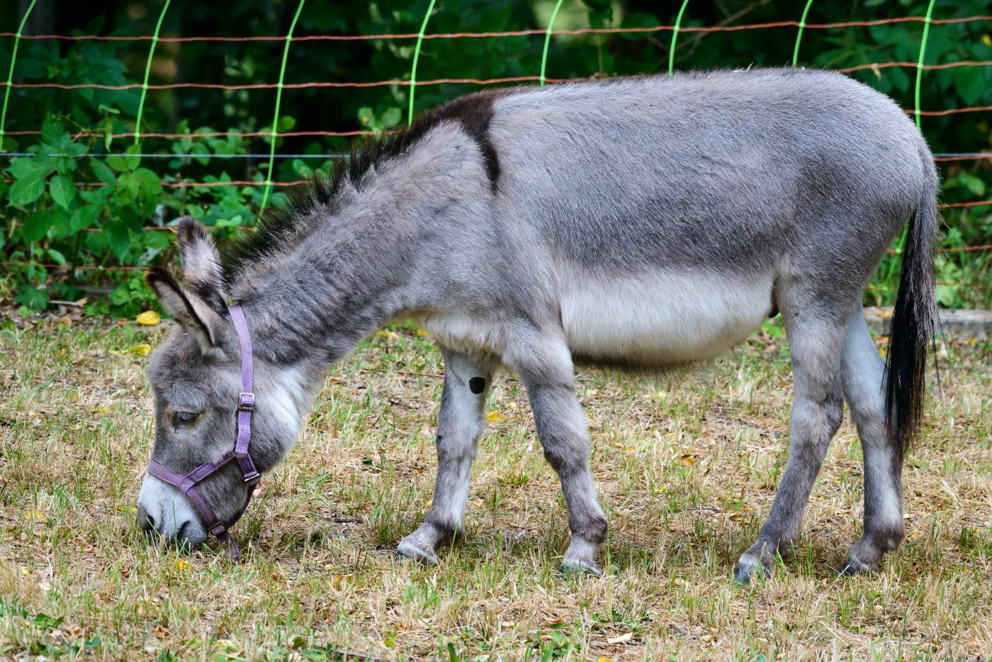 ZOO Zlín Osel domácí miniaturní