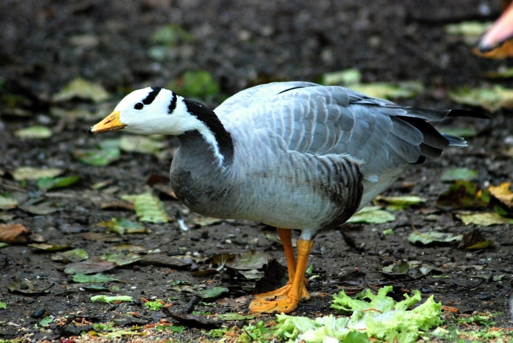 Bar-headed Goose