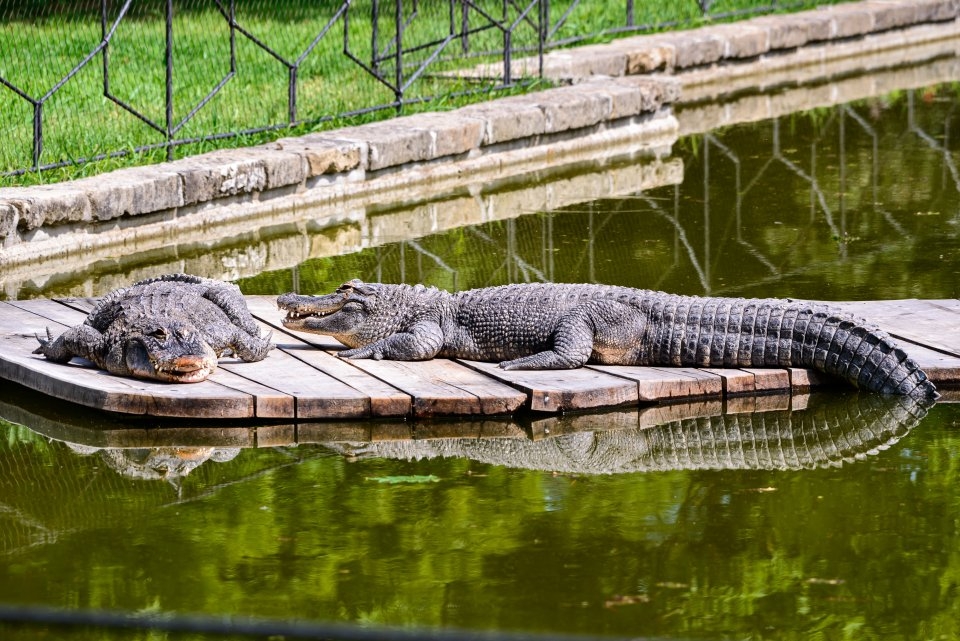 zoo zlín aligátor americký letní expozice
