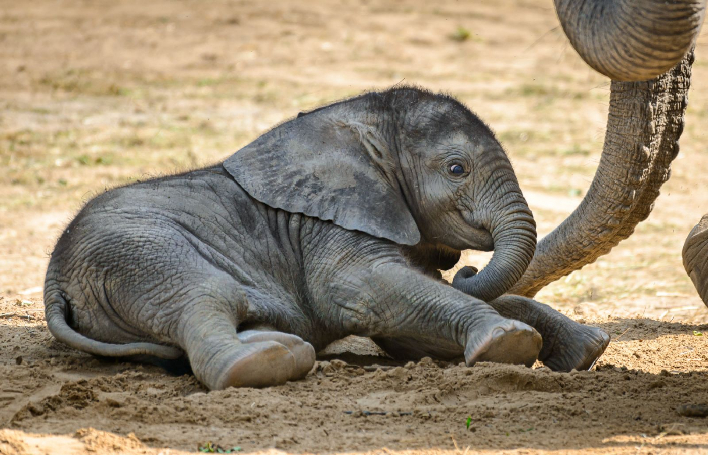 zlin zoo First African elephant calf