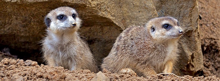 ZOO ZLÍN - Zvířata