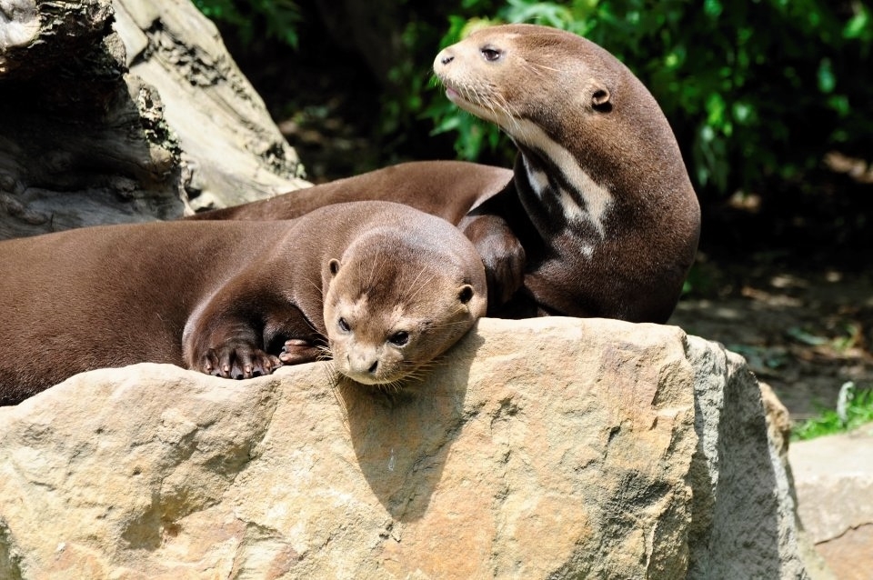 ZOO ZLÍN - Giant otters
